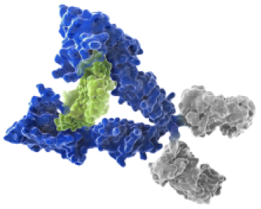 History | Regeneron